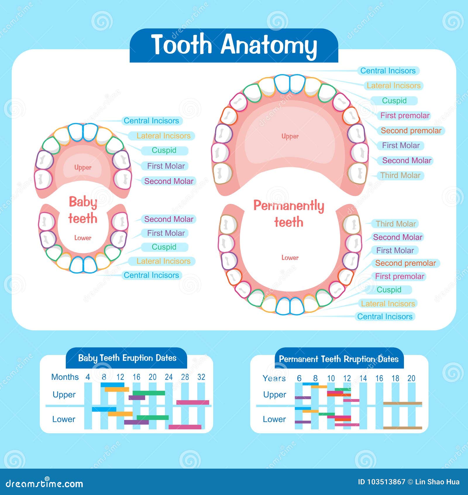 Baby tooth chart stock illustration. Illustration of graph - 103513867