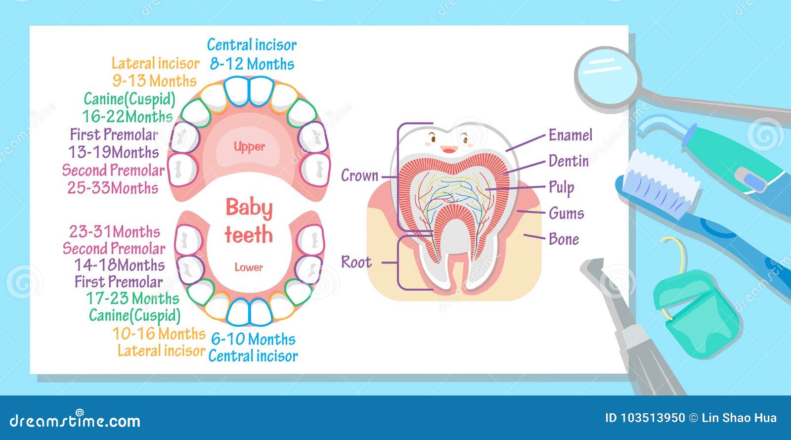 Tooth Chart, Human Teeth Cartoon Vector | CartoonDealer.com #53699139