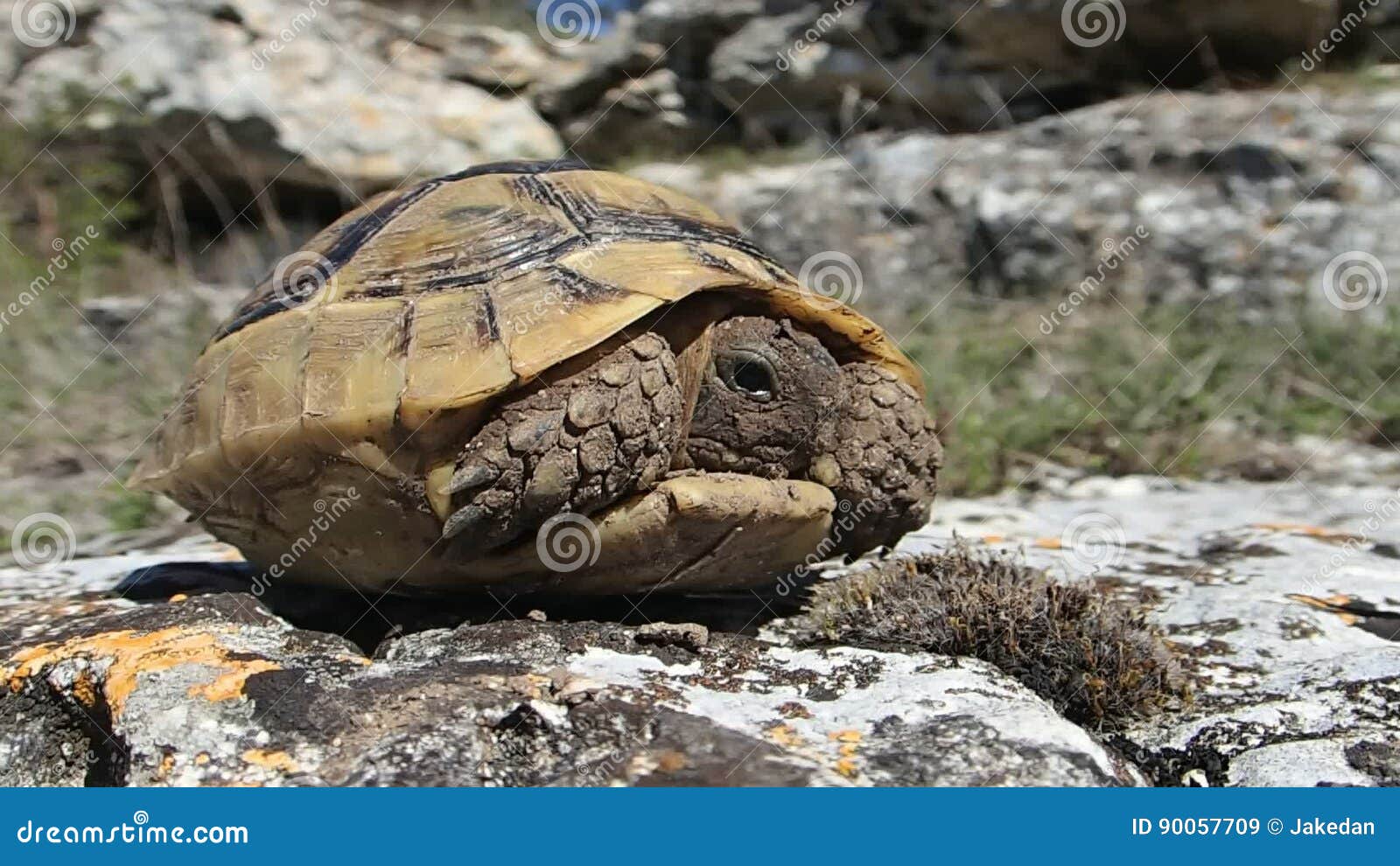 Baby tortoise coming out stock video. Video of alone - 90057709