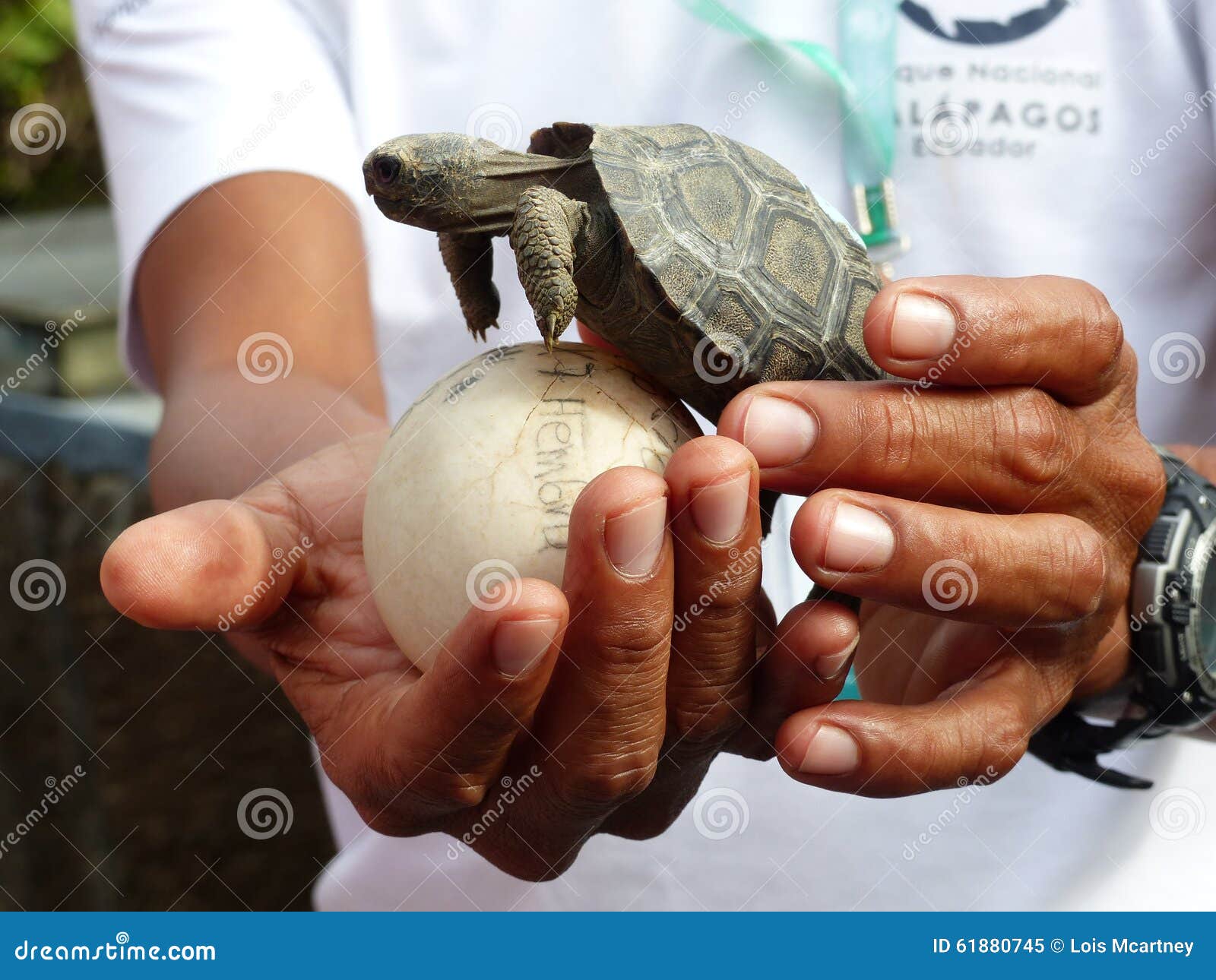 Baby Tortoise and Egg in Safe Hands Stock Image - Image of consevation ...