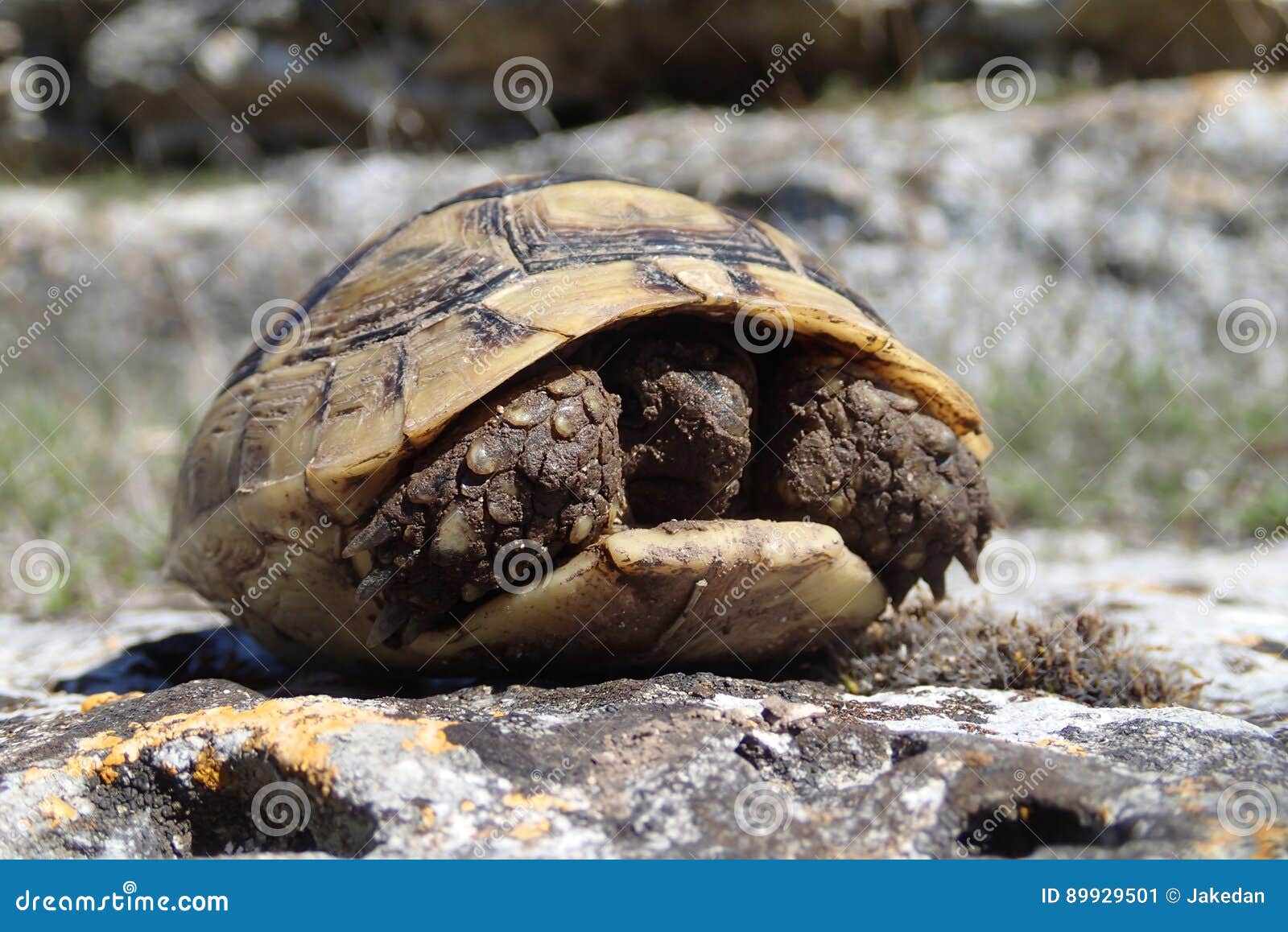 Baby tortoise getting out stock image. Image of scales - 89929501