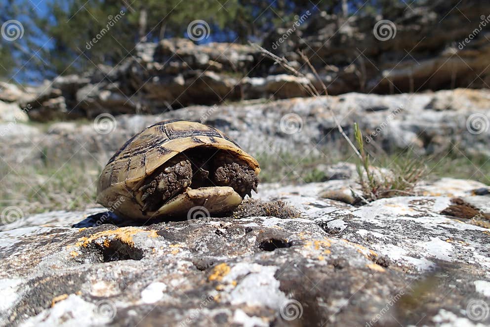 Baby Tortoise Hiding Ing in Its Shell Stock Photo - Image of tortoise ...