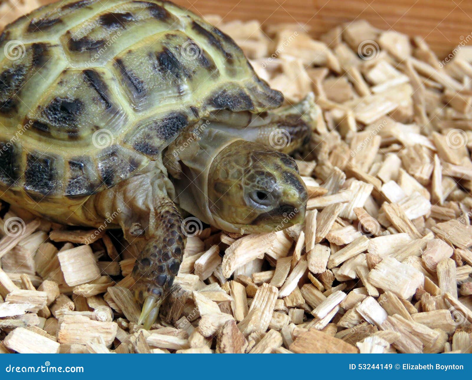 Baby Tortoise stock image. Image of animal, baby, shell - 53244149