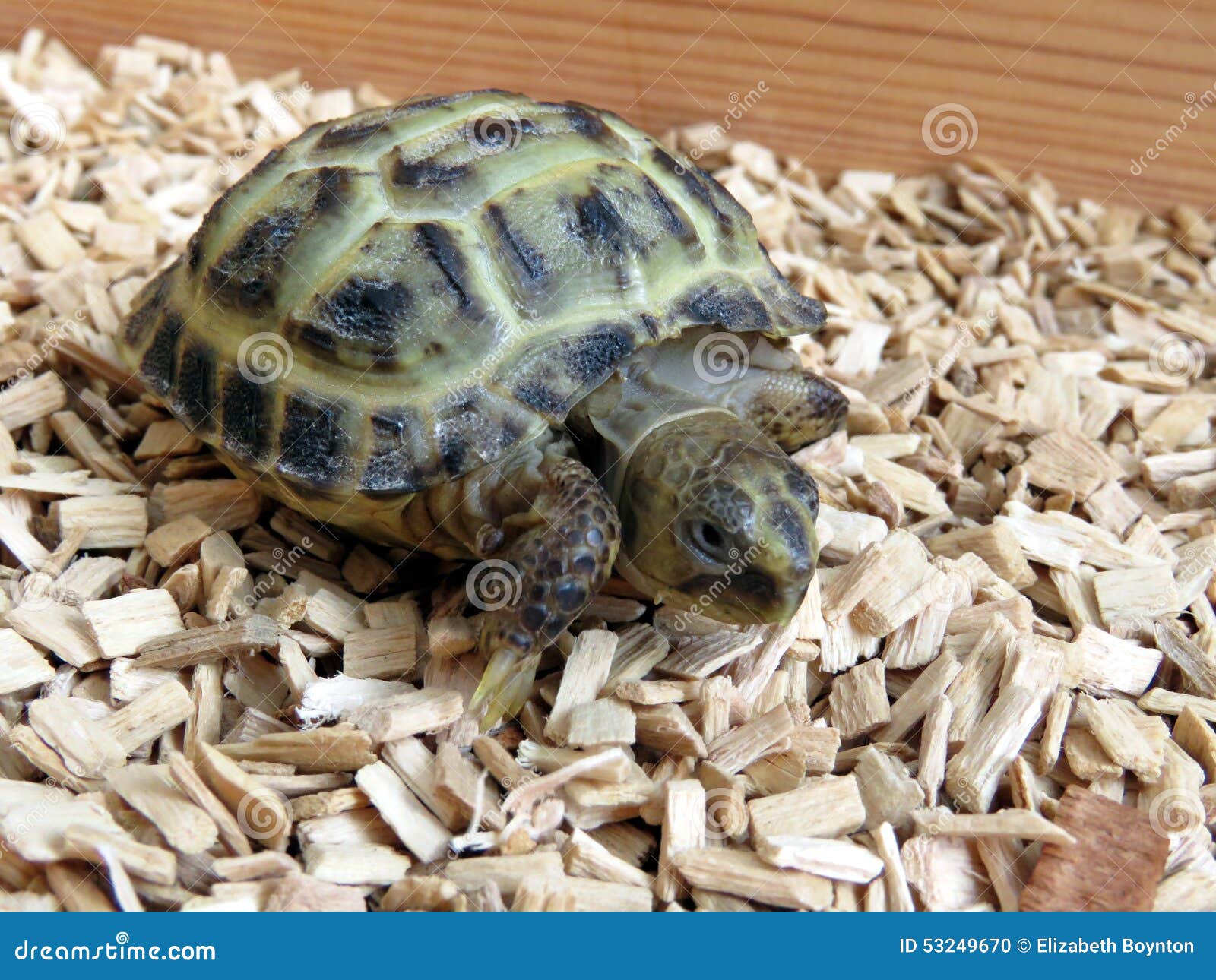 Baby Tortoise stock photo. Image of tame, small, claws - 53249670