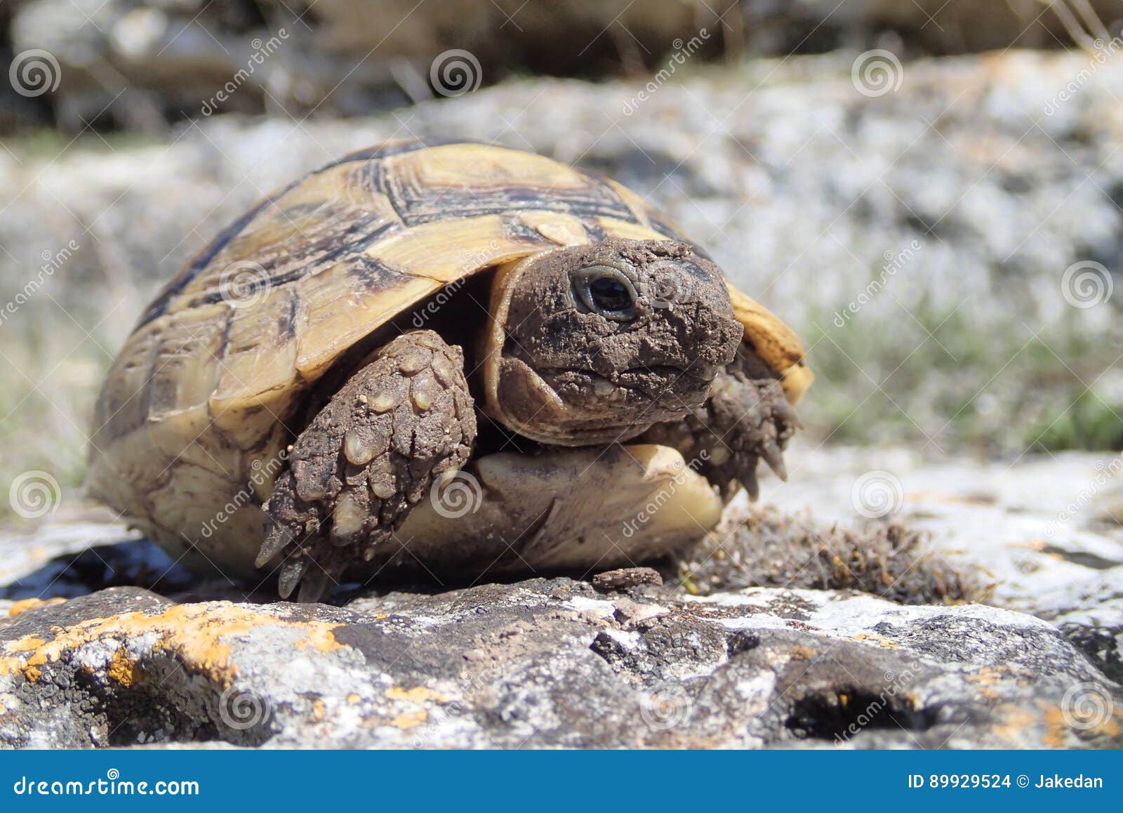 Baby tortoise on a rock stock photo. Image of rock, wildlife - 89929524