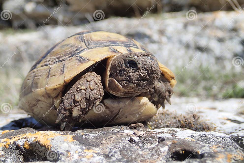 Baby tortoise on a rock stock photo. Image of rock, wildlife - 89929524