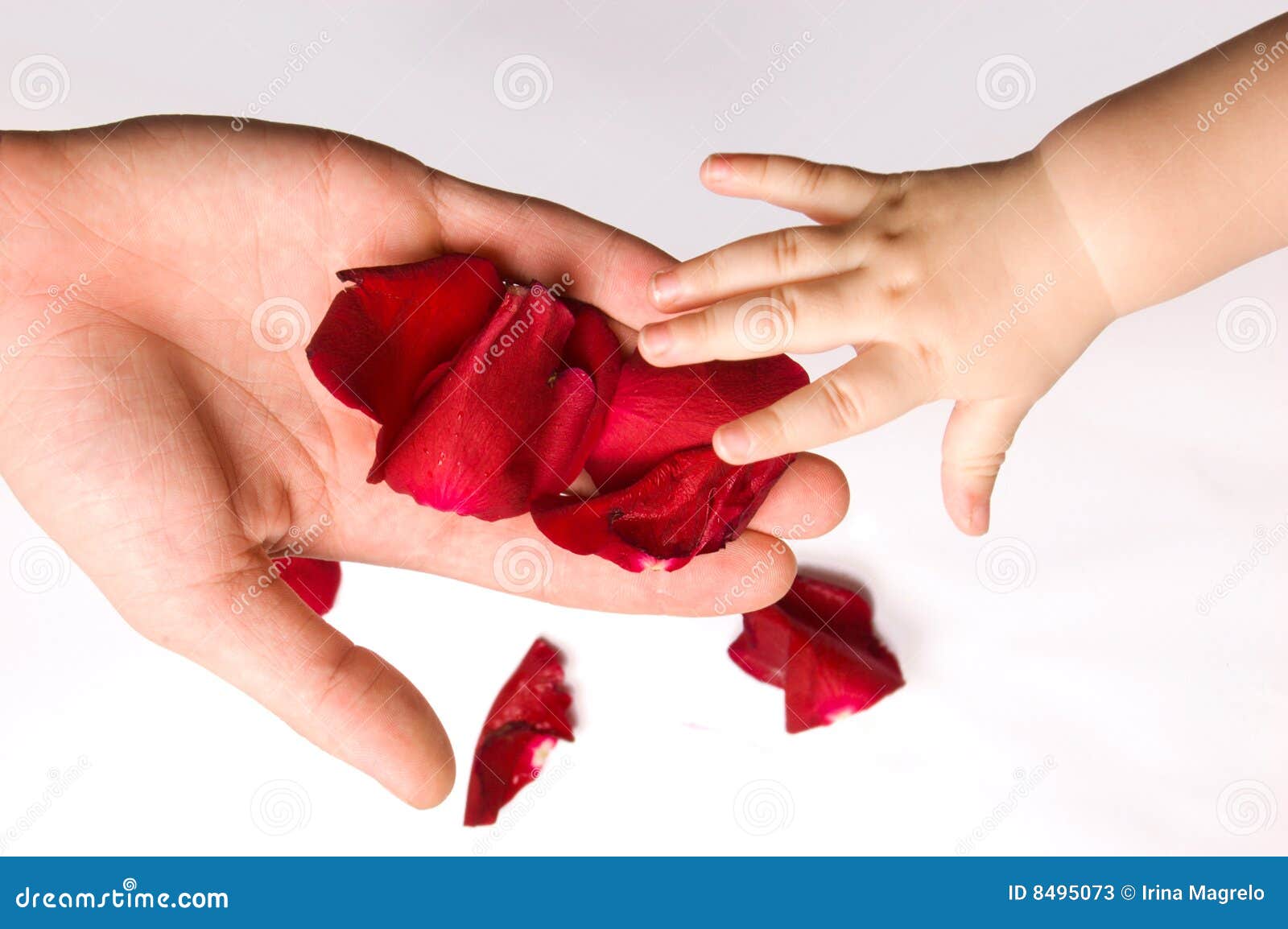 Baby touching rose petals stock image. Image of imagination - 8495073