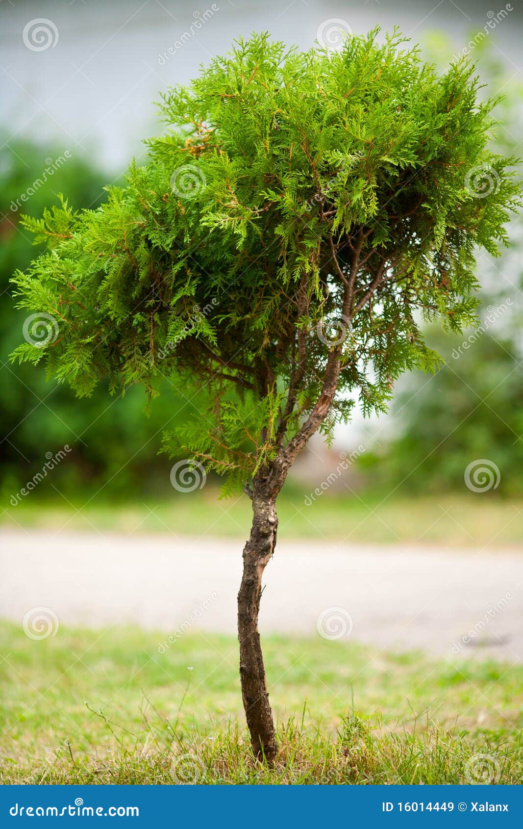 Baby tree stock image. Image of grass, plant, green, background - 16014449