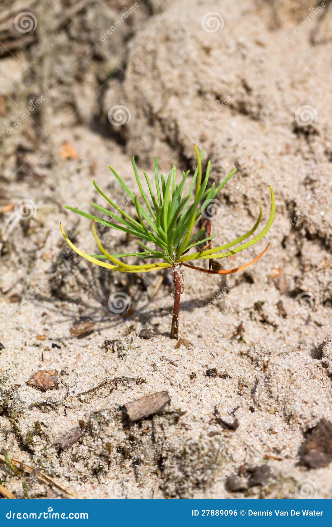 Baby tree stock photo. Image of forest, natural, macro - 27889096