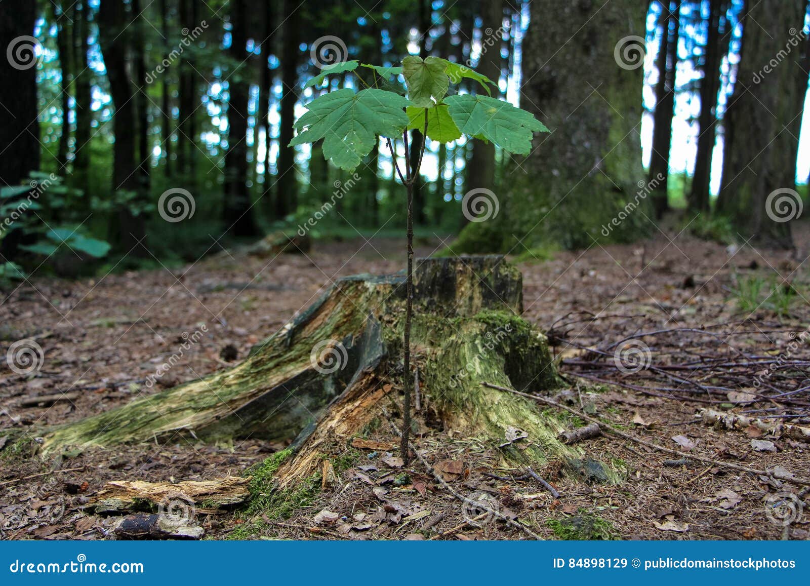 Baby Tree Picture. Image: 84898129