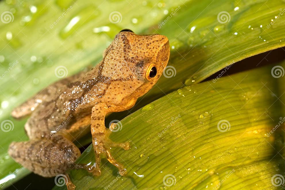 Baby tree frog stock image. Image of frog, reptile, water - 1011087
