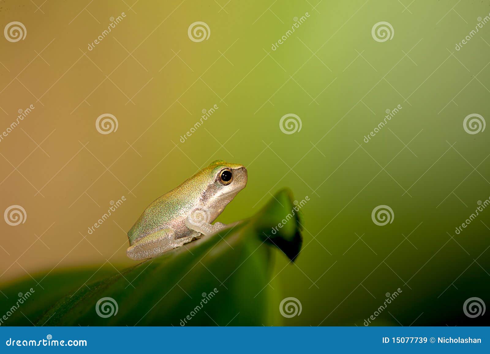 Baby Tree frog on the leaf stock image. Image of wild - 15077739