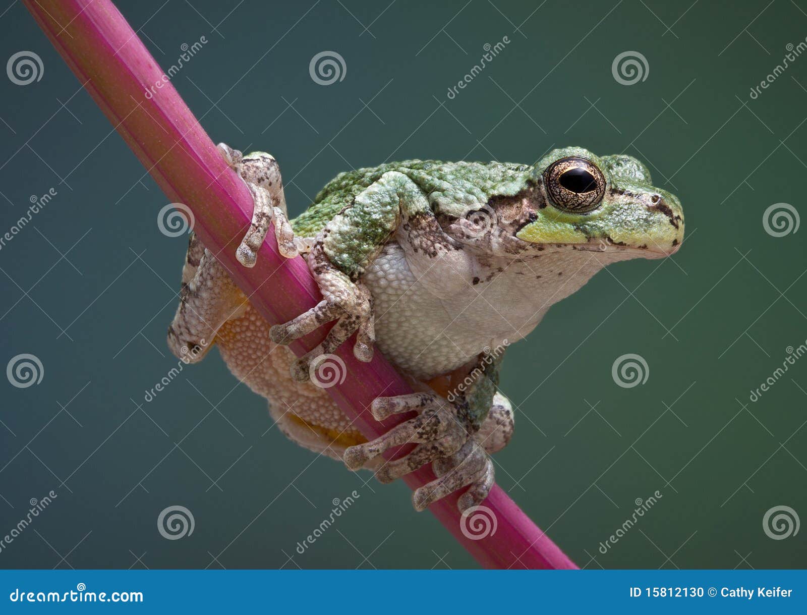 Baby tree frog on red stem stock photo. Image of grey - 15812130