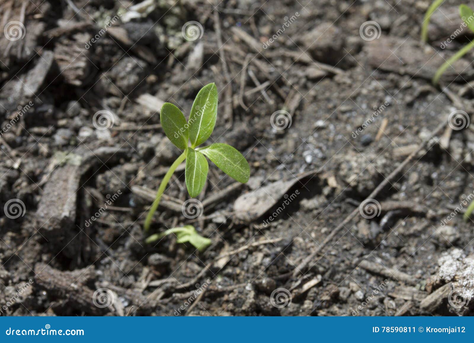 BABY Tree stock image. Image of agriculture, nature, vegetable - 78590811