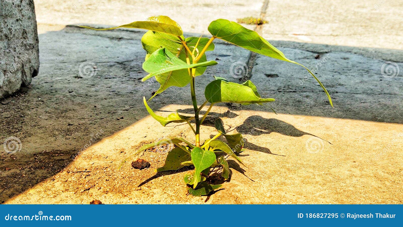 Baby tree grouth stock image. Image of grouth, sunset - 186827295