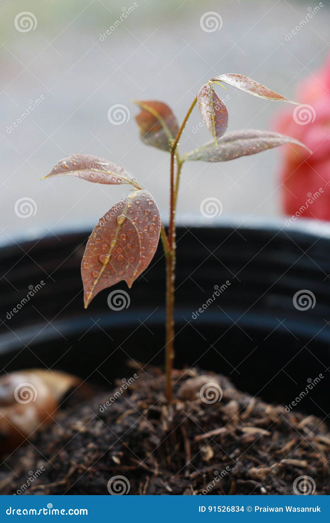 Baby tree stock photo. Image of farm, plant, gardening - 91526834