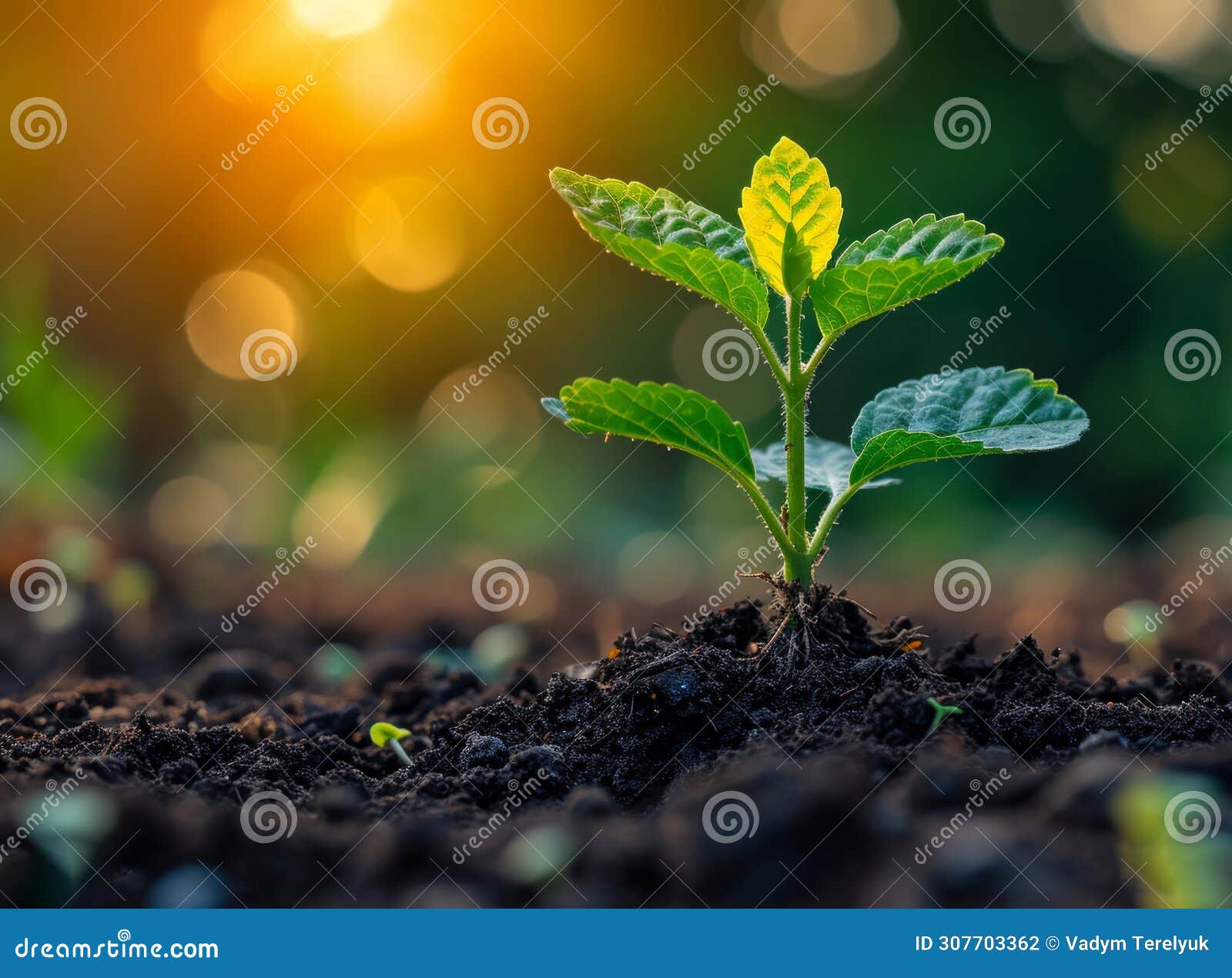 A Baby Tree Sprouting Out of the Dirt. Stock Photo - Image of fresh ...