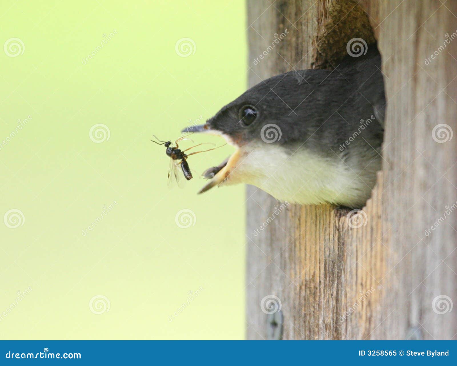 Baby Tree Swallow (tachycineta Bicolor) Stock Image | CartoonDealer.com ...