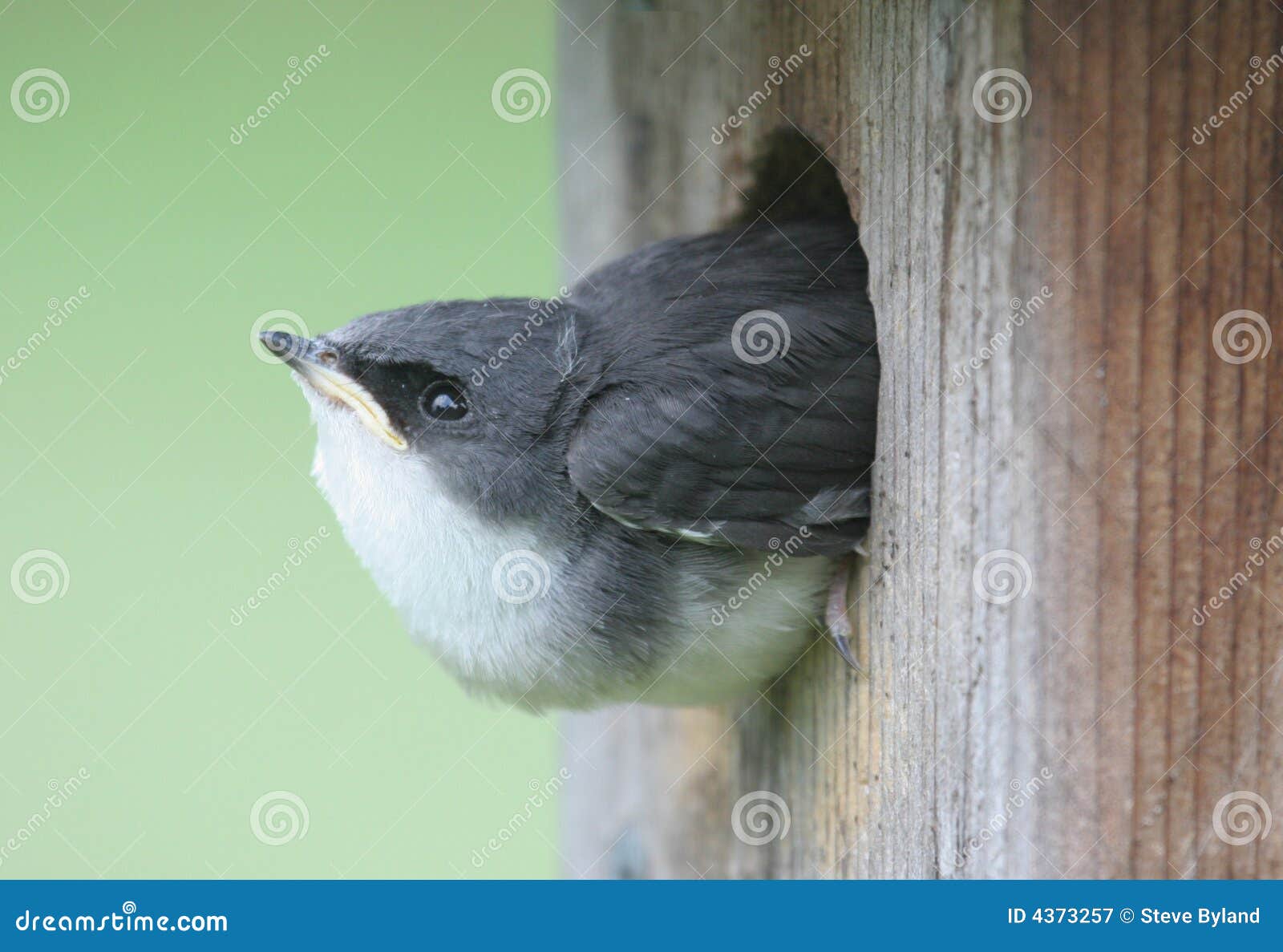 Baby Tree Swallow stock image. Image of house, wild, feeding - 4373257