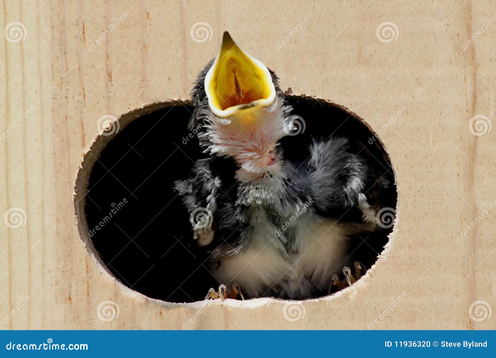 Baby Tree Swallow (tachycineta Bicolor) Stock Image | CartoonDealer.com ...