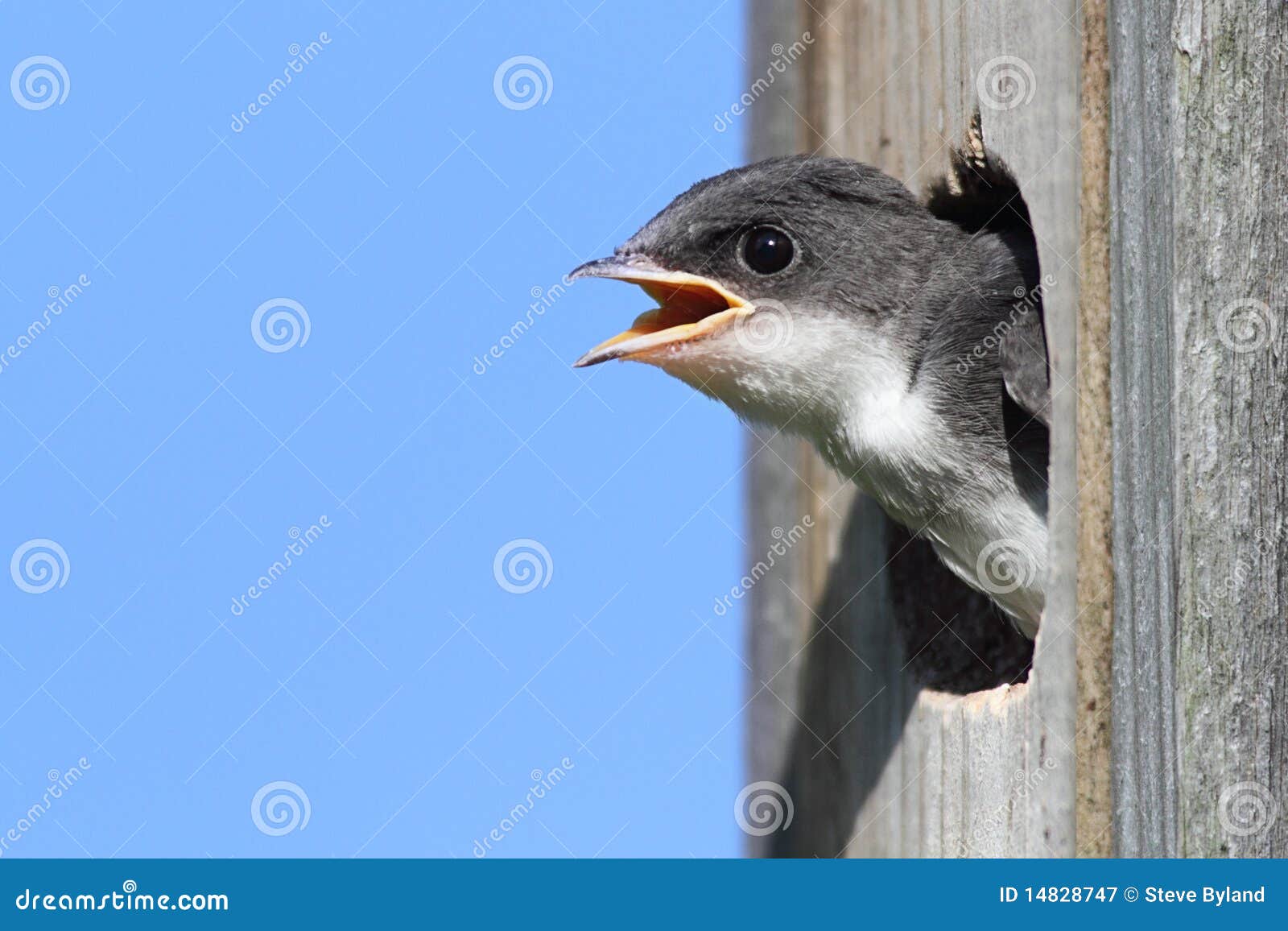 Baby Tree Swallow Begging for Food Stock Image - Image of wild, bird ...