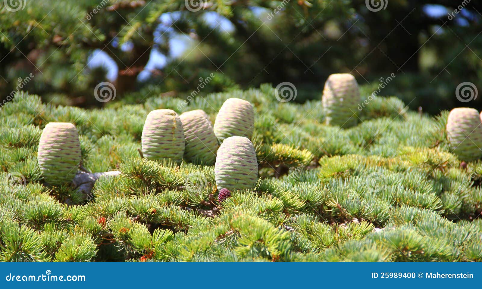Baby trees stock photo. Image of tree, cedars, small - 25989400