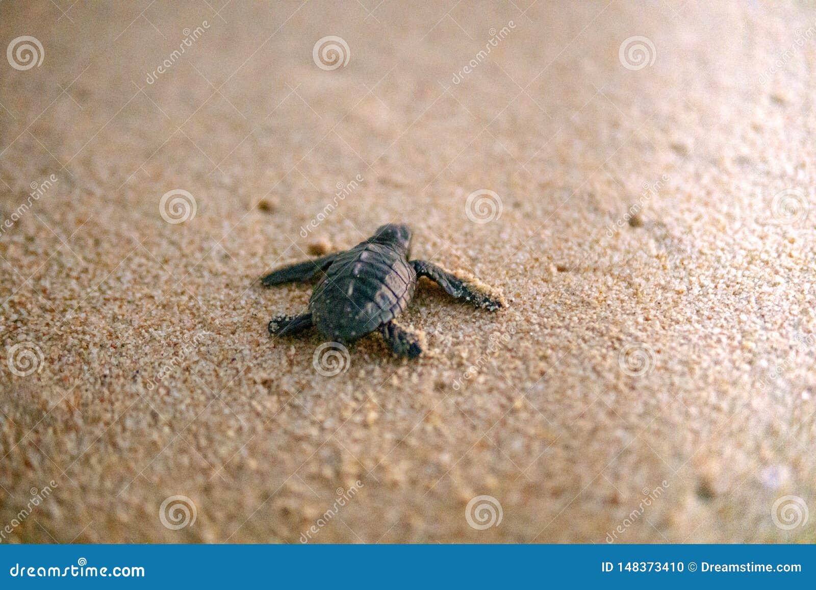 Baby turt do do do do stock photo. Image of grass, life - 148373410