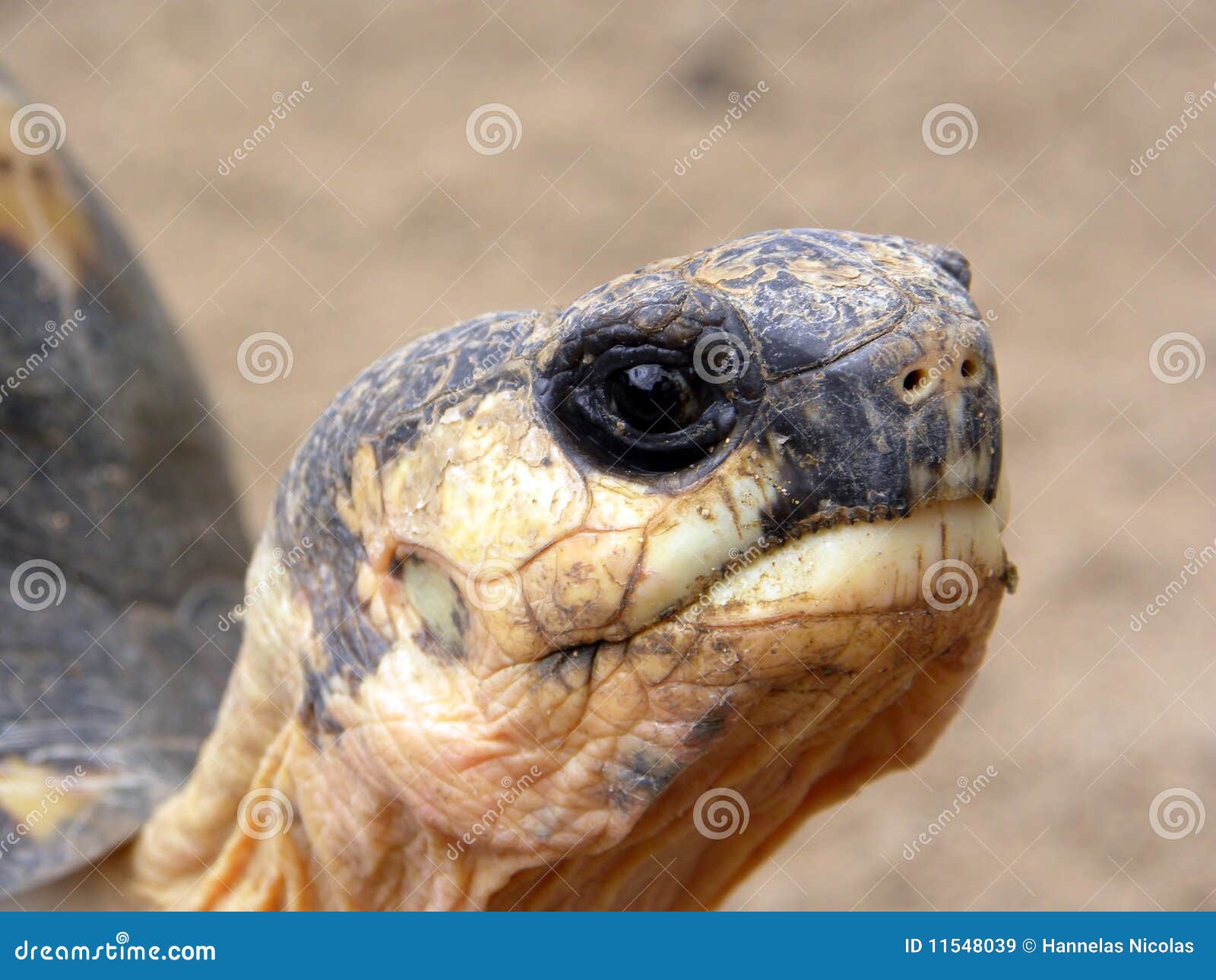 Two Sea Baby Turtle Swimming In Tropical Water Stock Photo ...