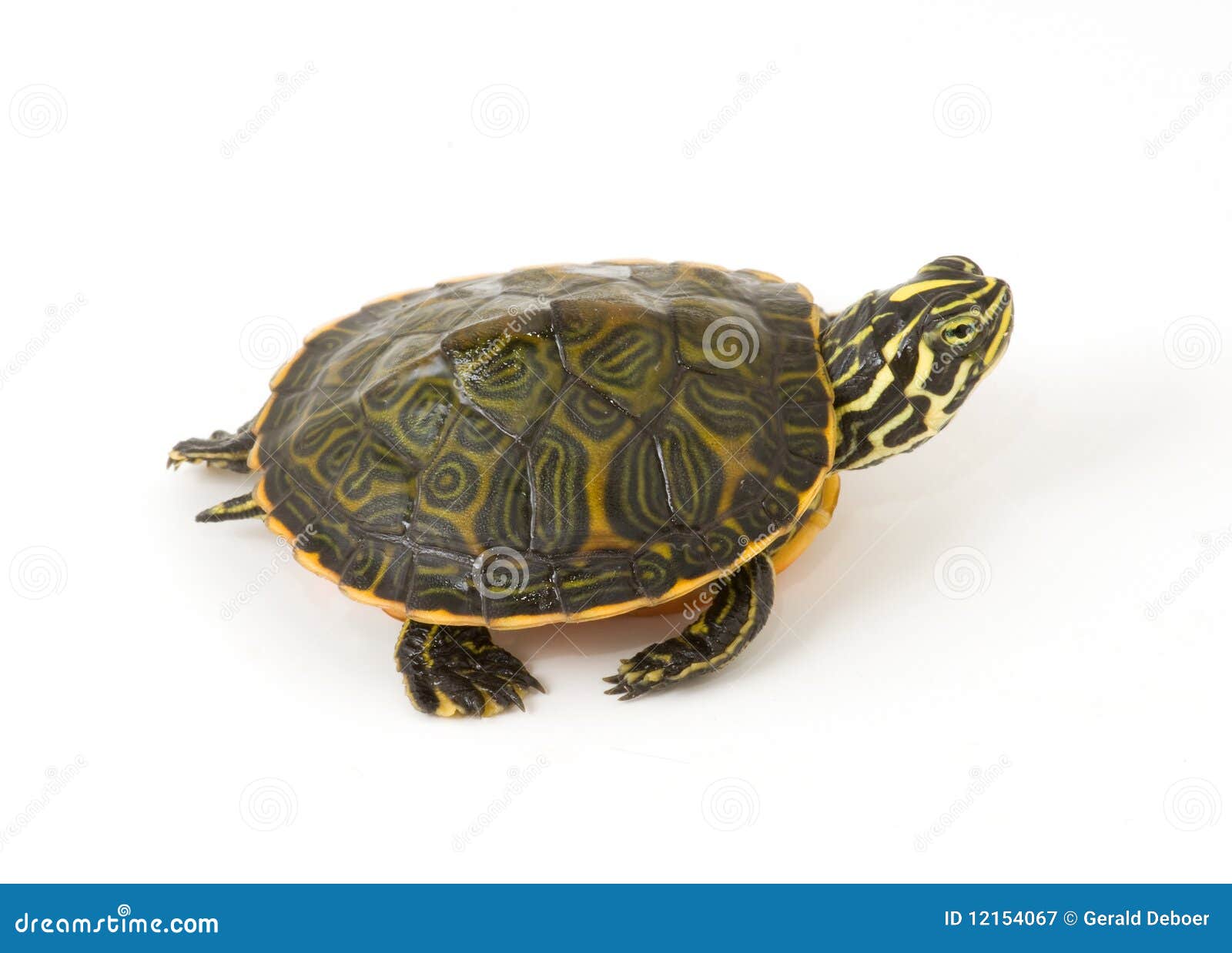 Baby Sea Turtle Hatching. One Day Old Sea Turtles In Hikkaduwa In The ...