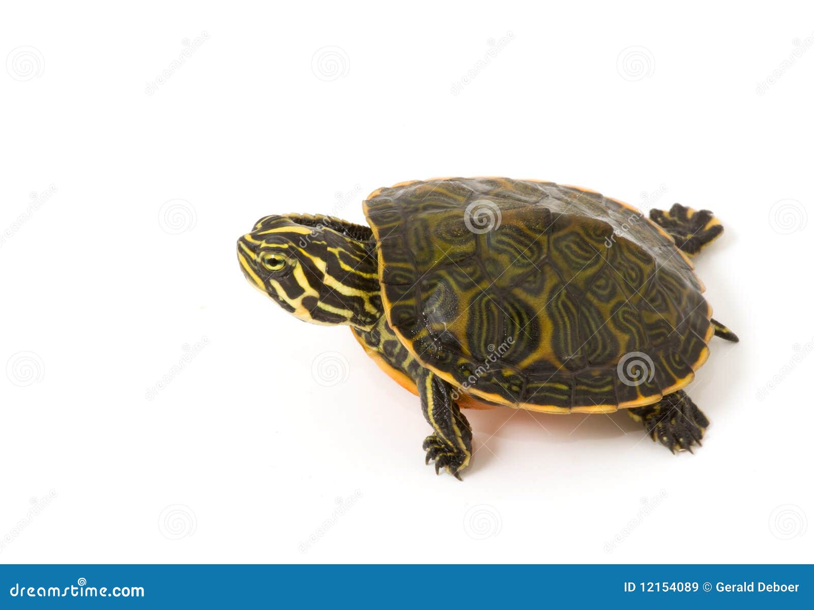 Baby Sea Turtle Hatching. One Day Old Sea Turtles In Hikkaduwa In The ...
