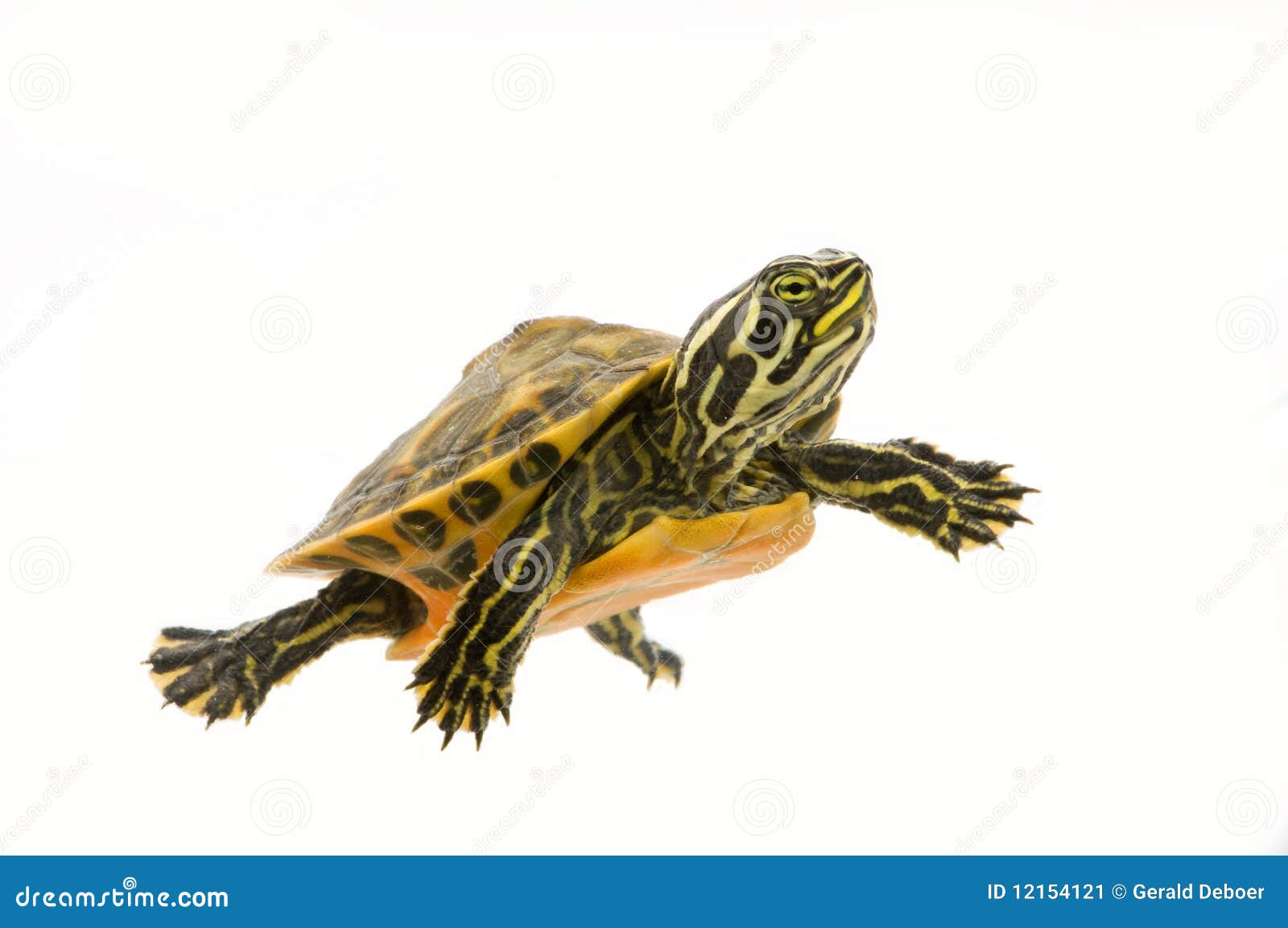 Baby Sea Turtle Hatching. One Day Old Sea Turtles In Hikkaduwa In The ...
