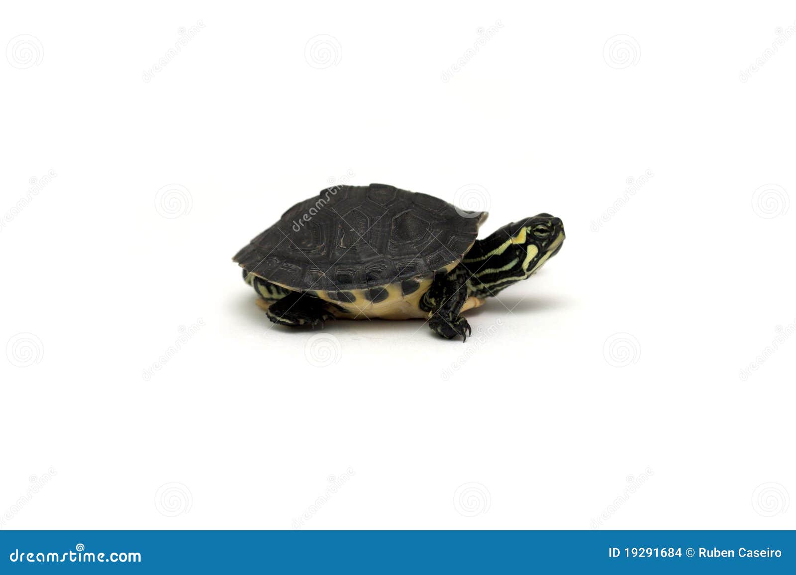 Baby Turtle Stock Images - Image: 19291684