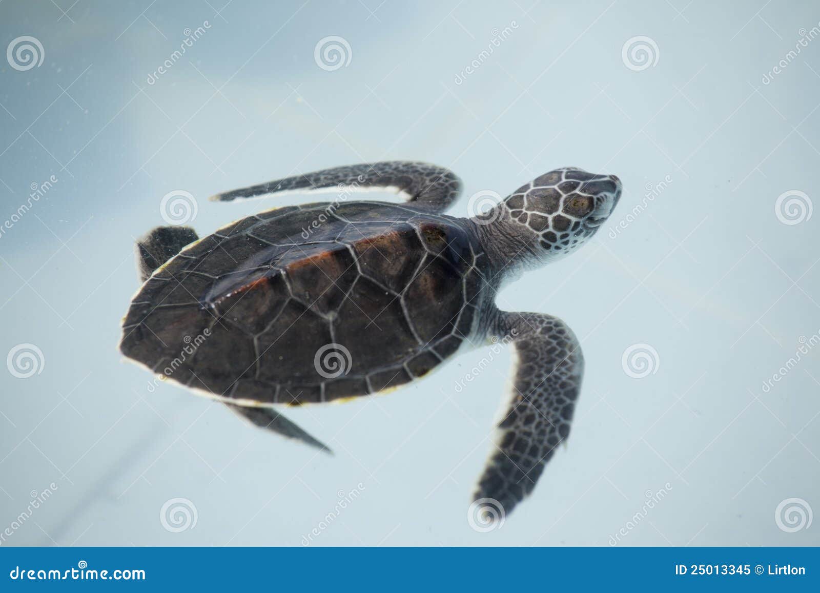 The baby turtle stock image. Image of nature, amphibian - 25013345