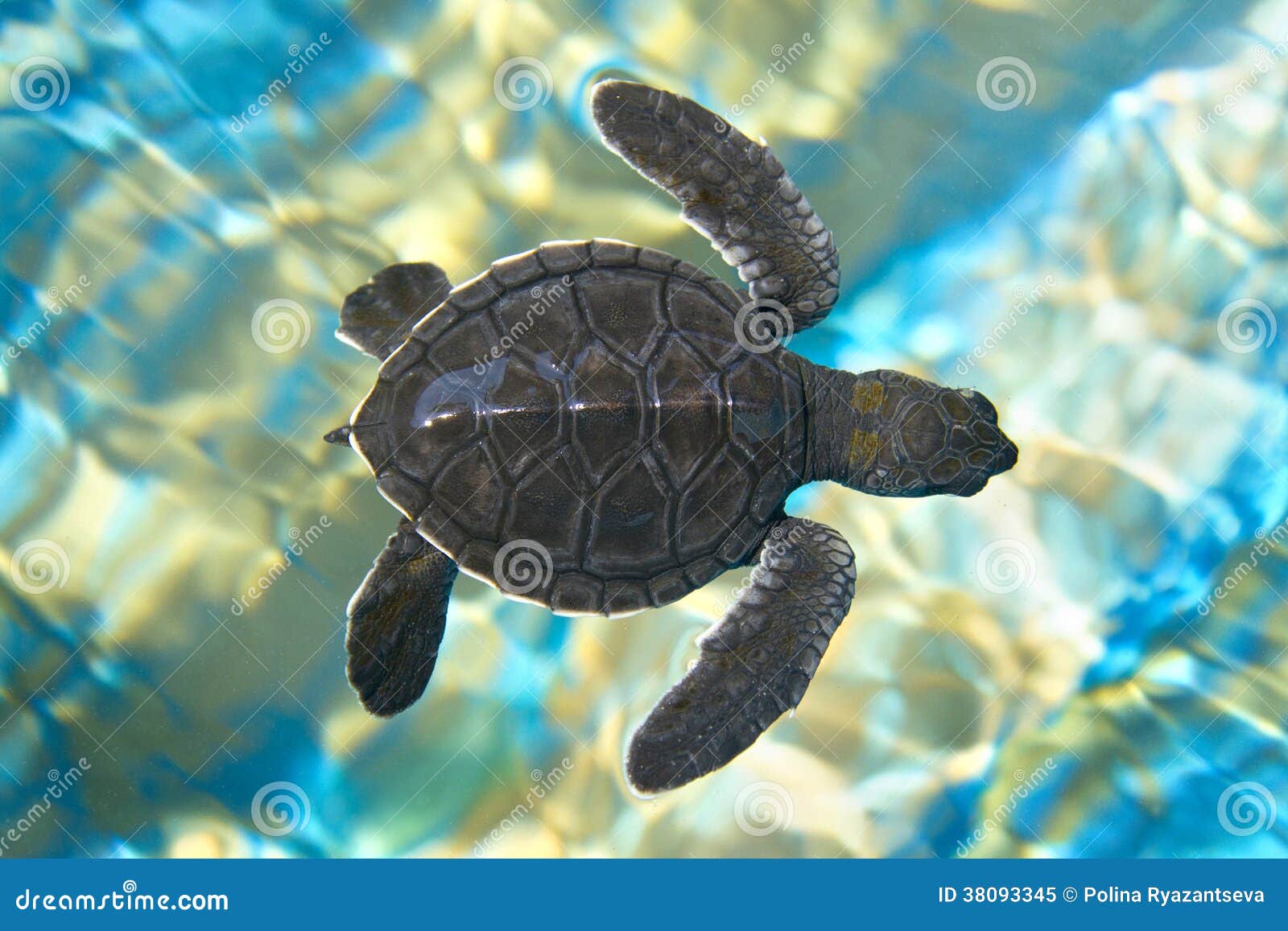 Baby turtle stock image. Image of marine, happy, tropical - 38093345