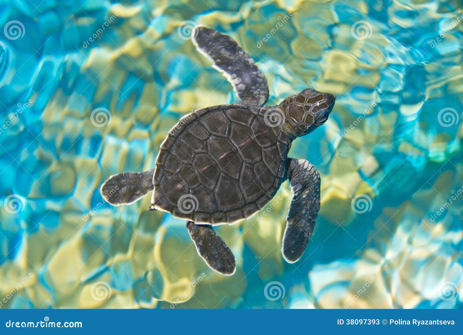 Happy Baby Sea Turtle