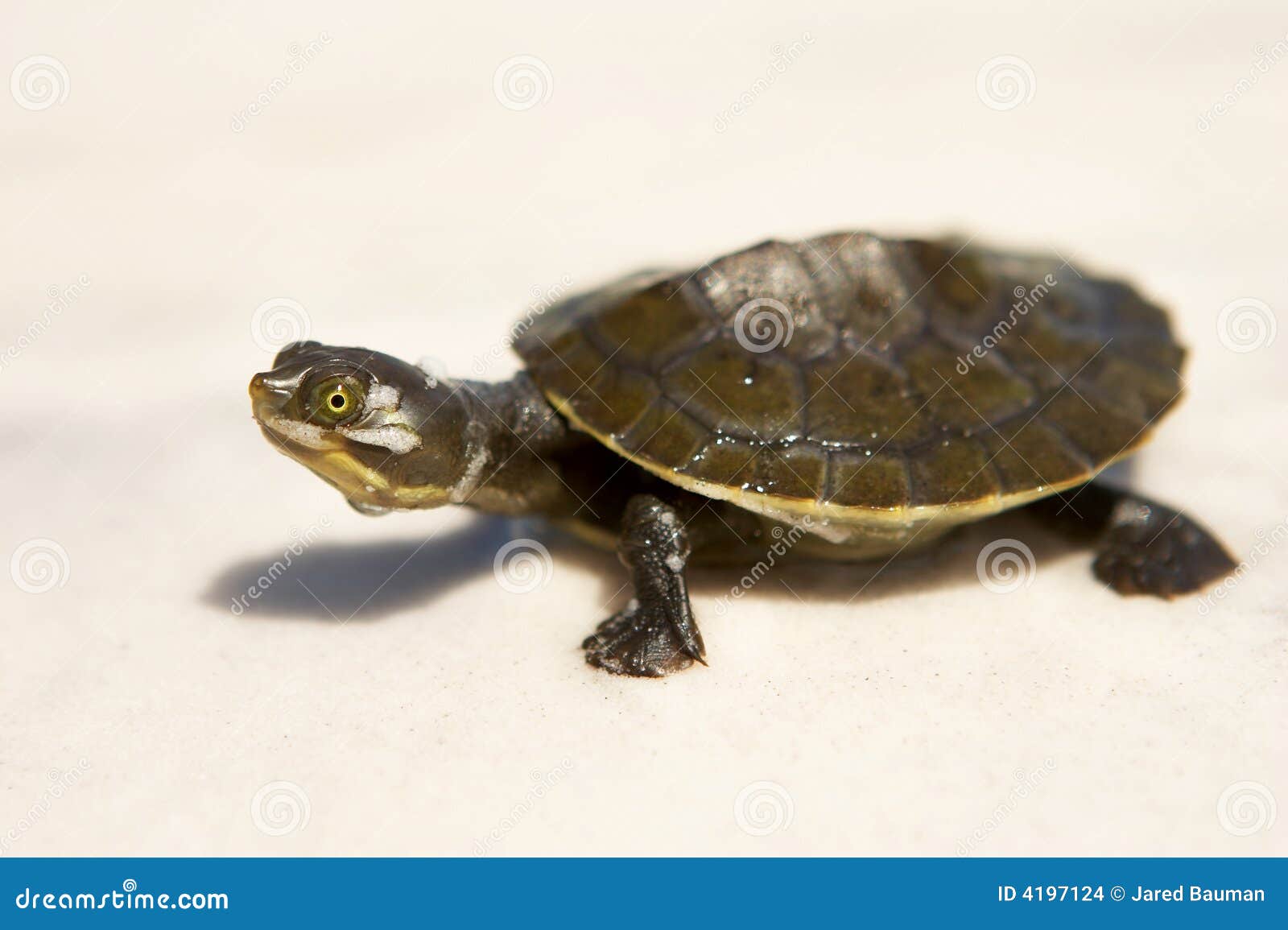 Baby Sea Turtle Hatching. One Day Old Sea Turtles In Hikkaduwa In The ...