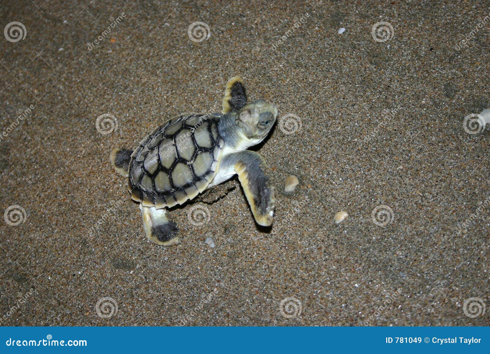 BABY TURTLE stock image. Image of reptile, shell, swim - 781049