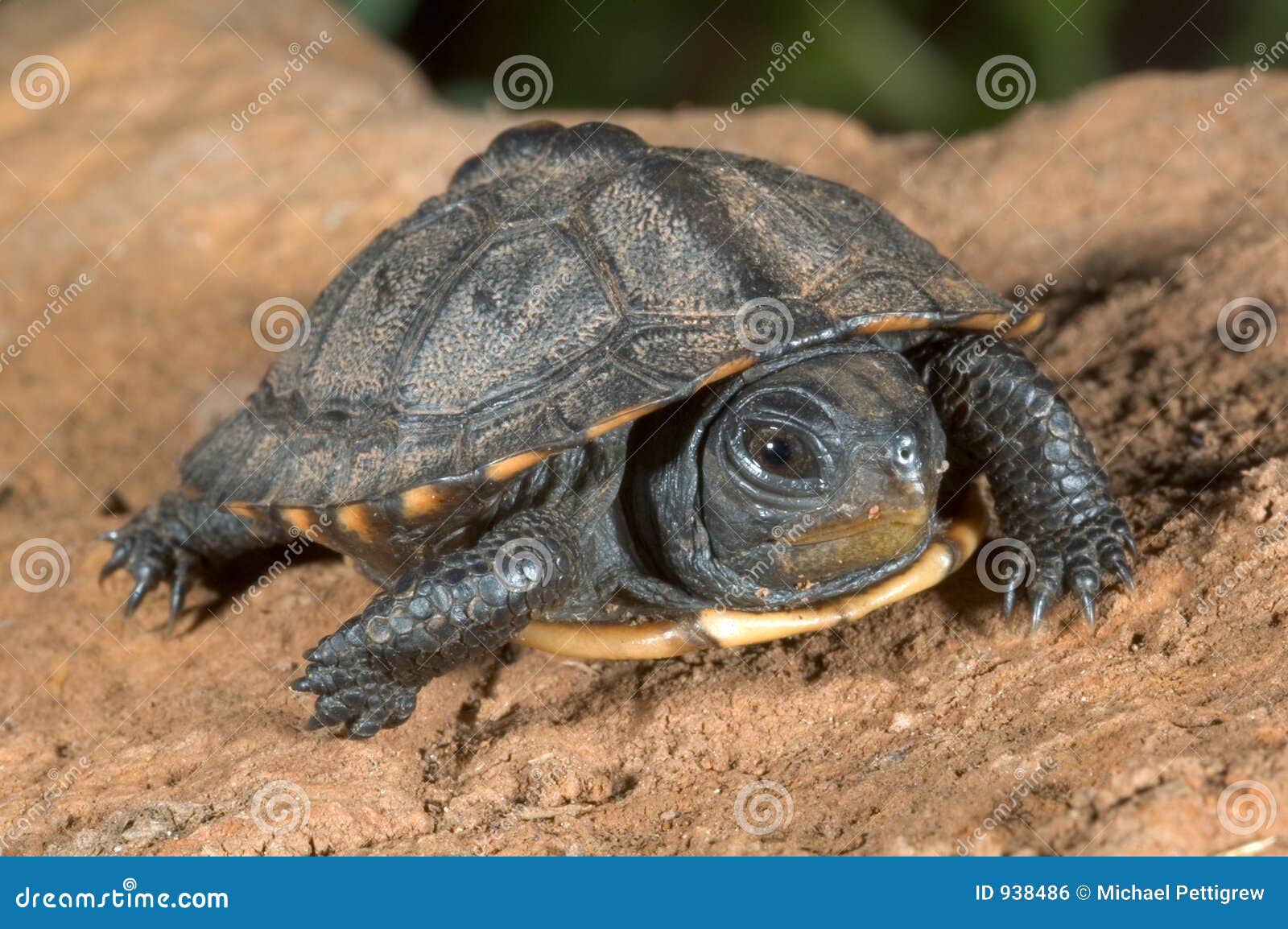 Baby turtle stock photo. Image of baby, rough, stone, macro - 938486