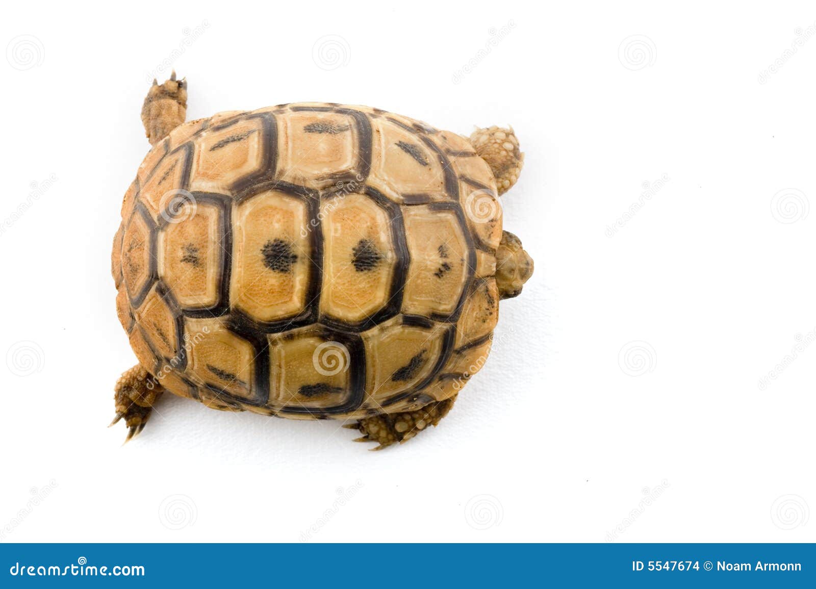 Baby turtle from above stock photo. Image of eyes, hermanni - 5547674