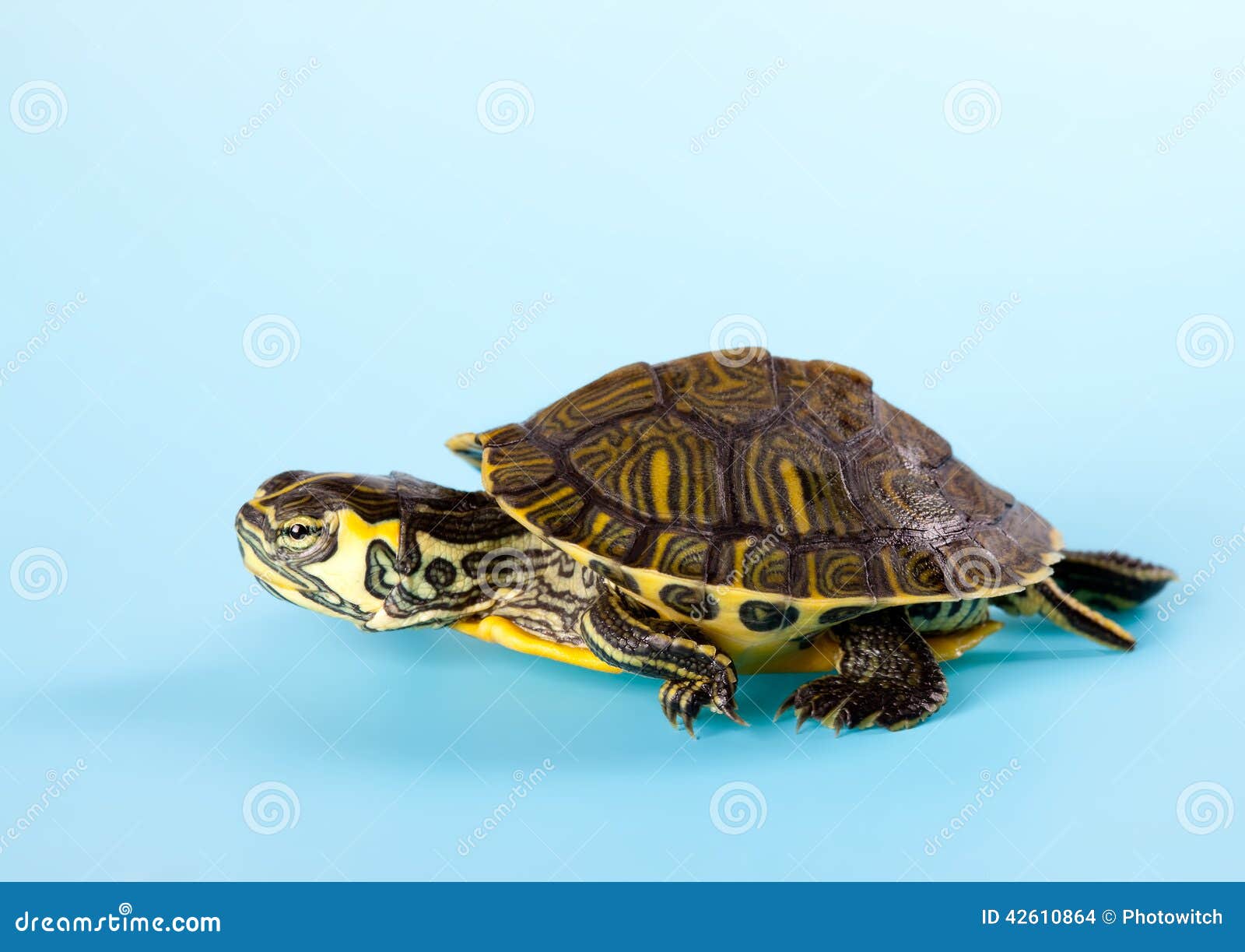 Baby turtle on blue stock photo. Image of green, humor - 42610864