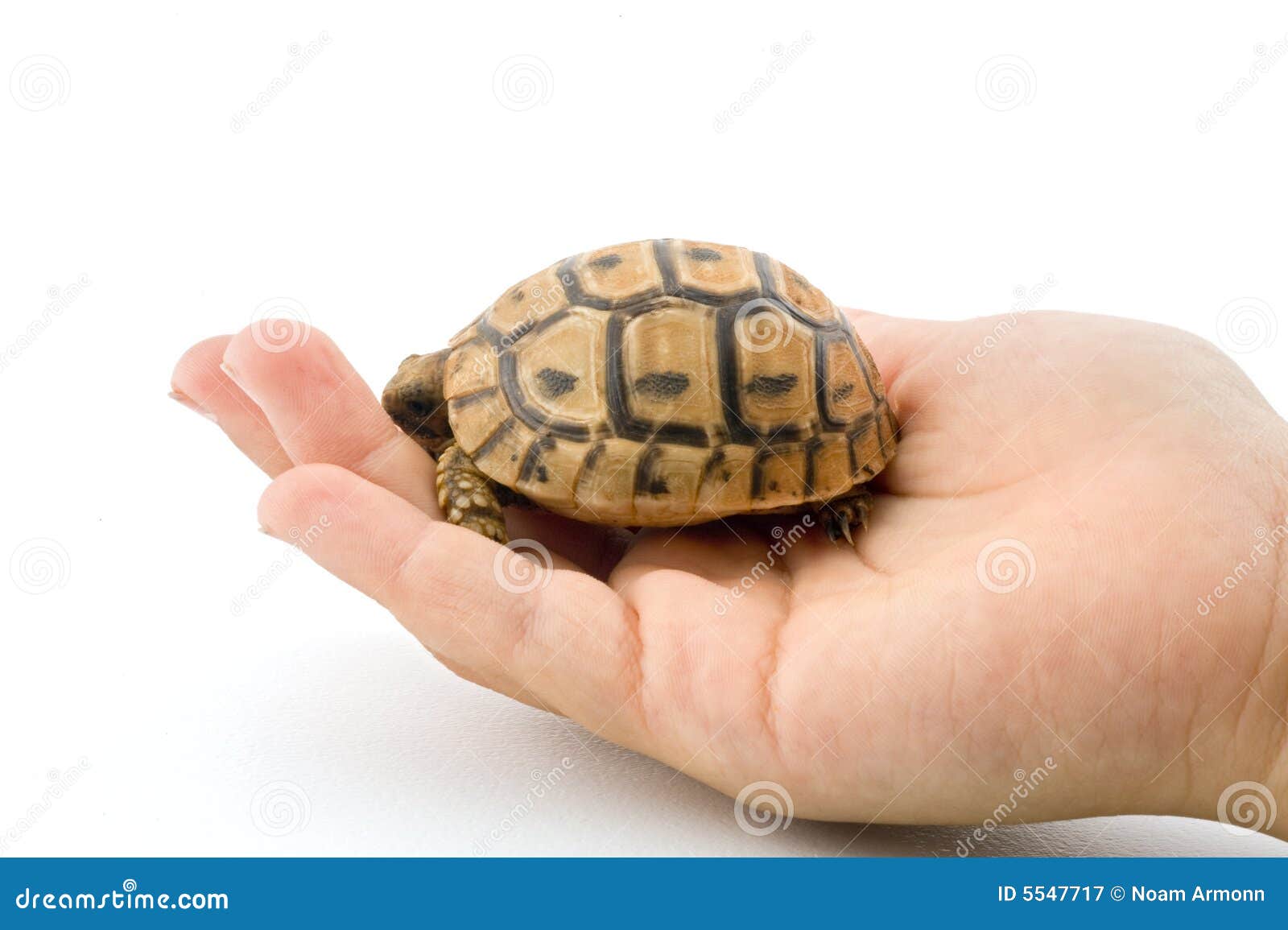 Baby Turtle in a Child Hand Stock Image - Image of animal, protection ...