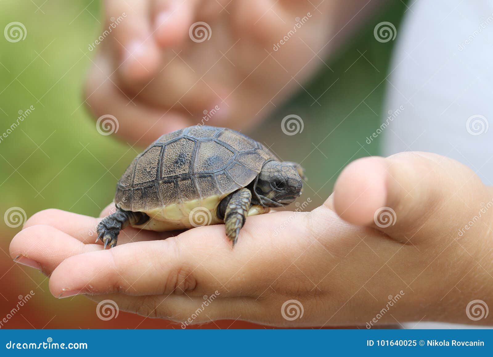 Baby turtle stock image. Image of concept, elegans, fingers - 101640025
