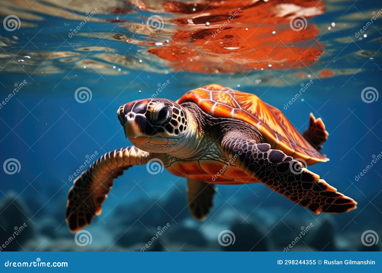 Baby Turtle Doing Her First Steps To the Ocean Stock Image - Image of ...