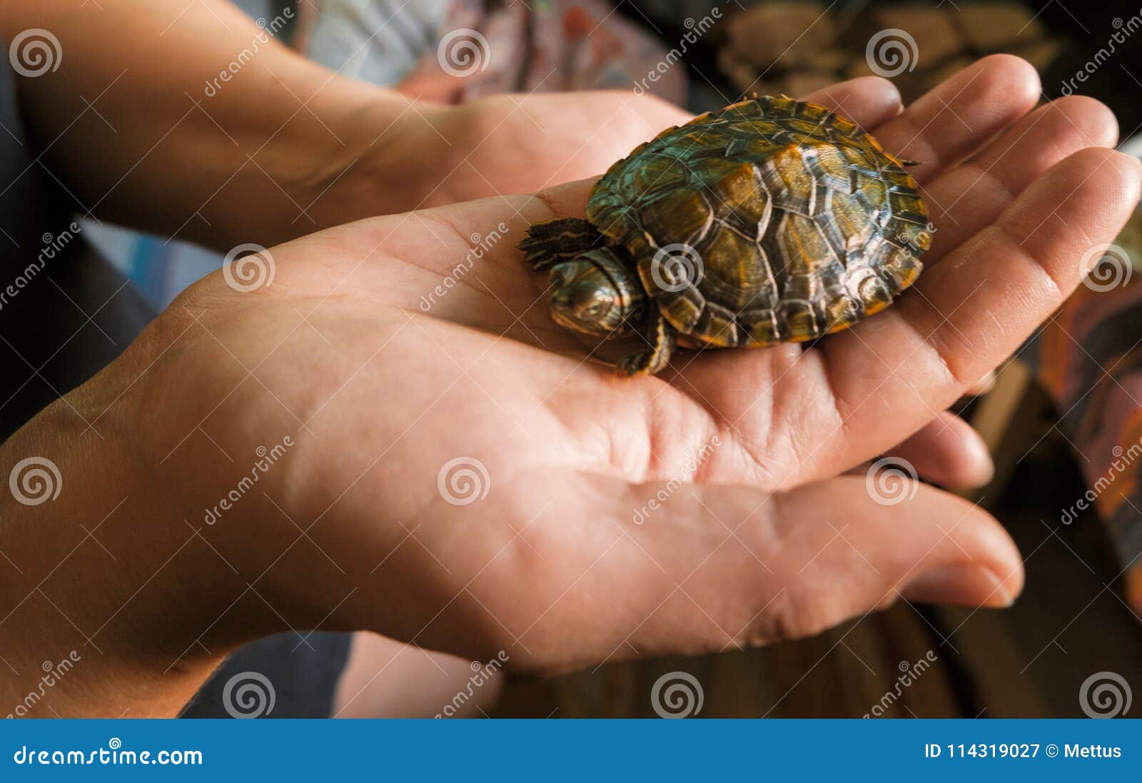 Baby turtle in a hand stock image. Image of caretta - 114319027