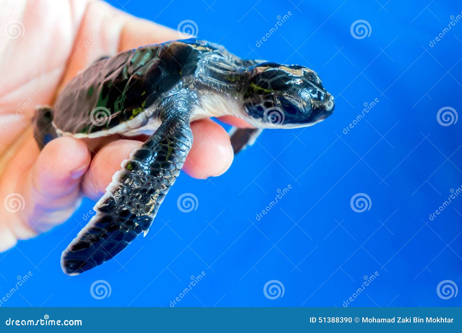 Baby turtle stock photo. Image of hatchery, water, mammal - 51388390