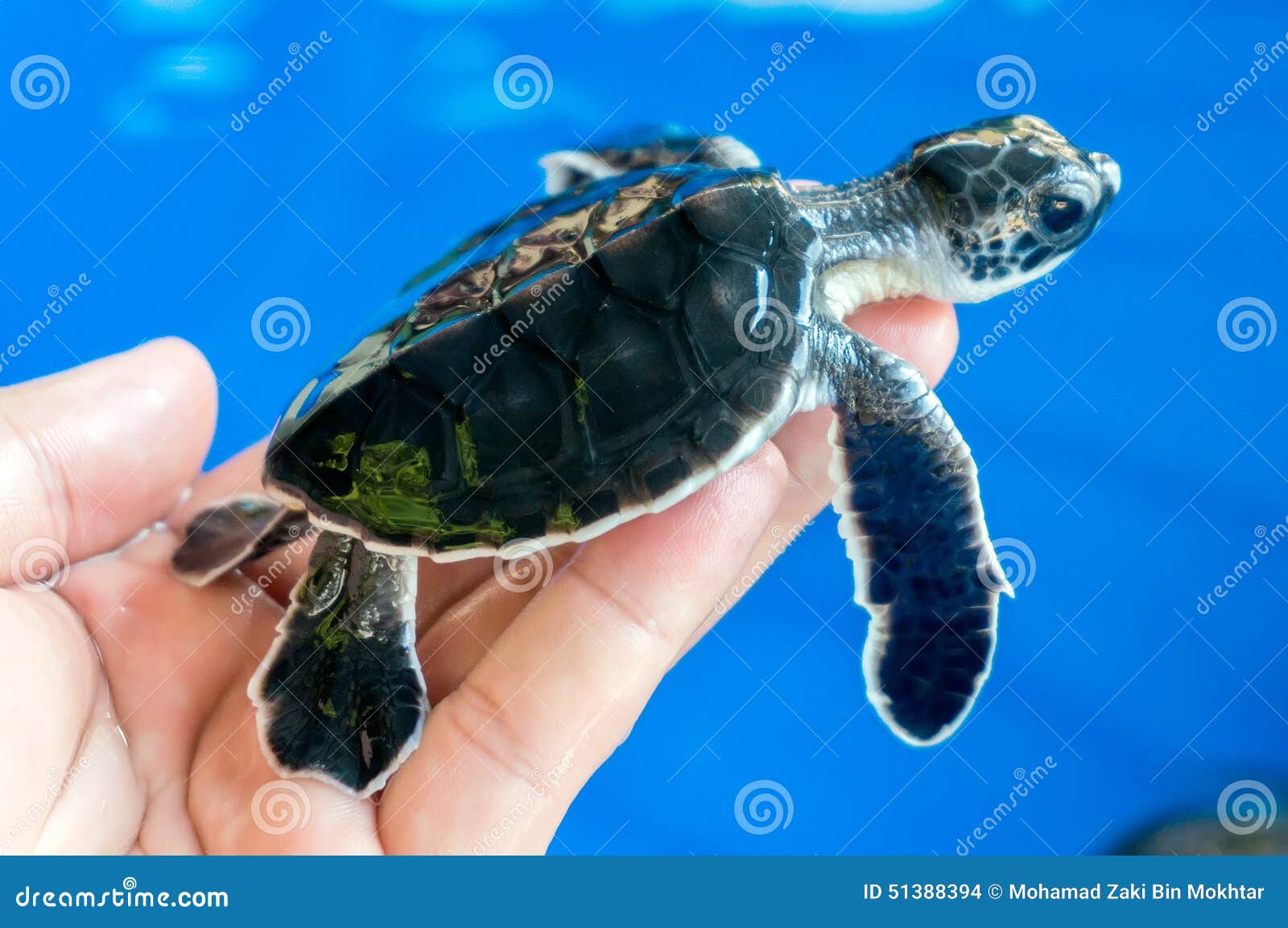 Baby turtle stock photo. Image of research, penang, newborn - 51388394