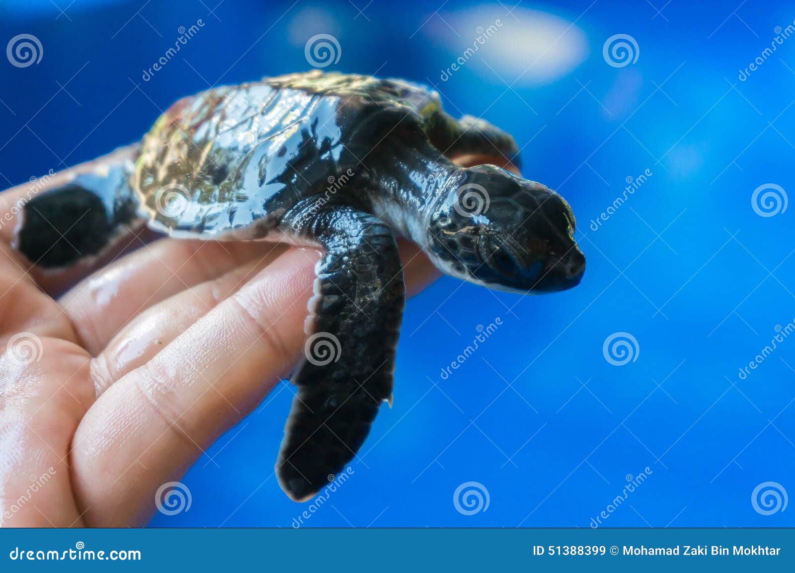 Baby turtle stock image. Image of release, protection - 51388399