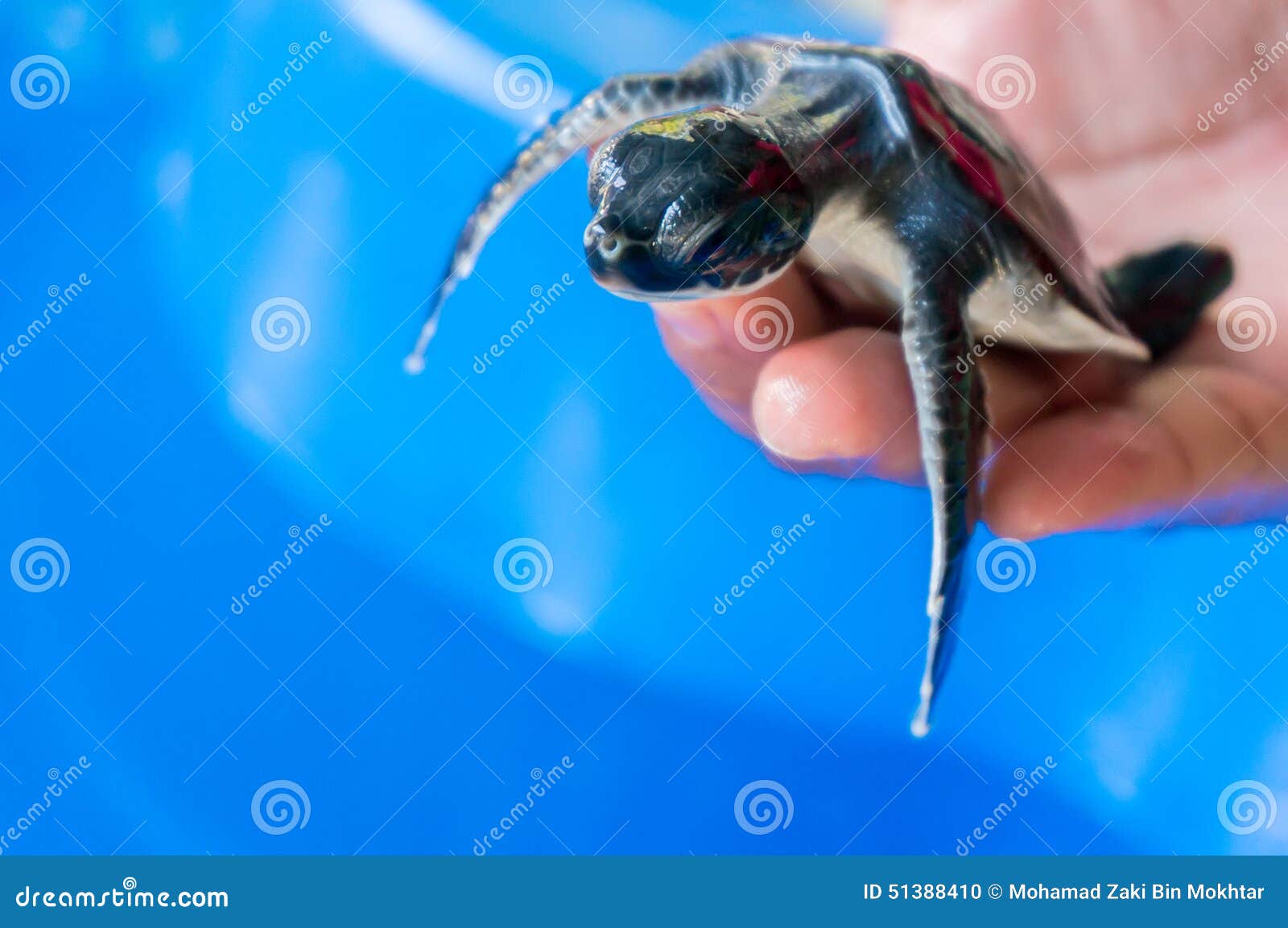 Baby turtle stock photo. Image of shell, ocean, hand - 51388410