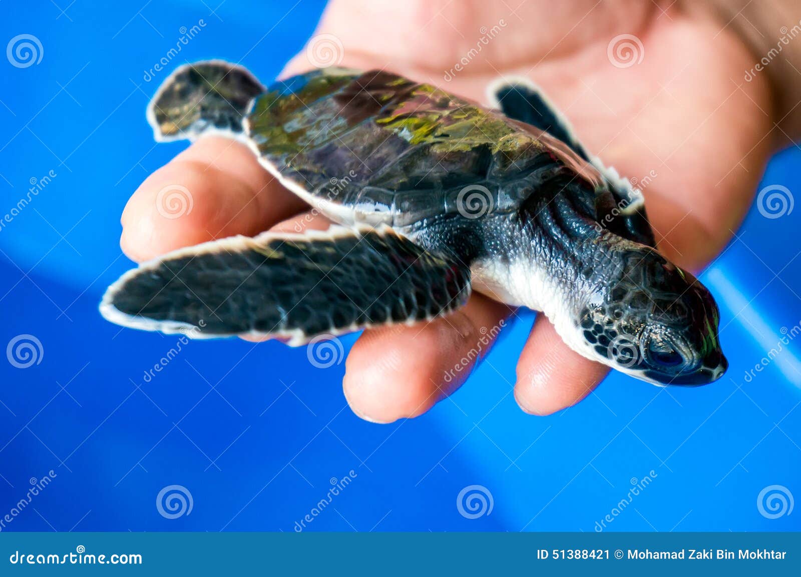 Baby turtle stock image. Image of beach, ocean, newly - 51388421