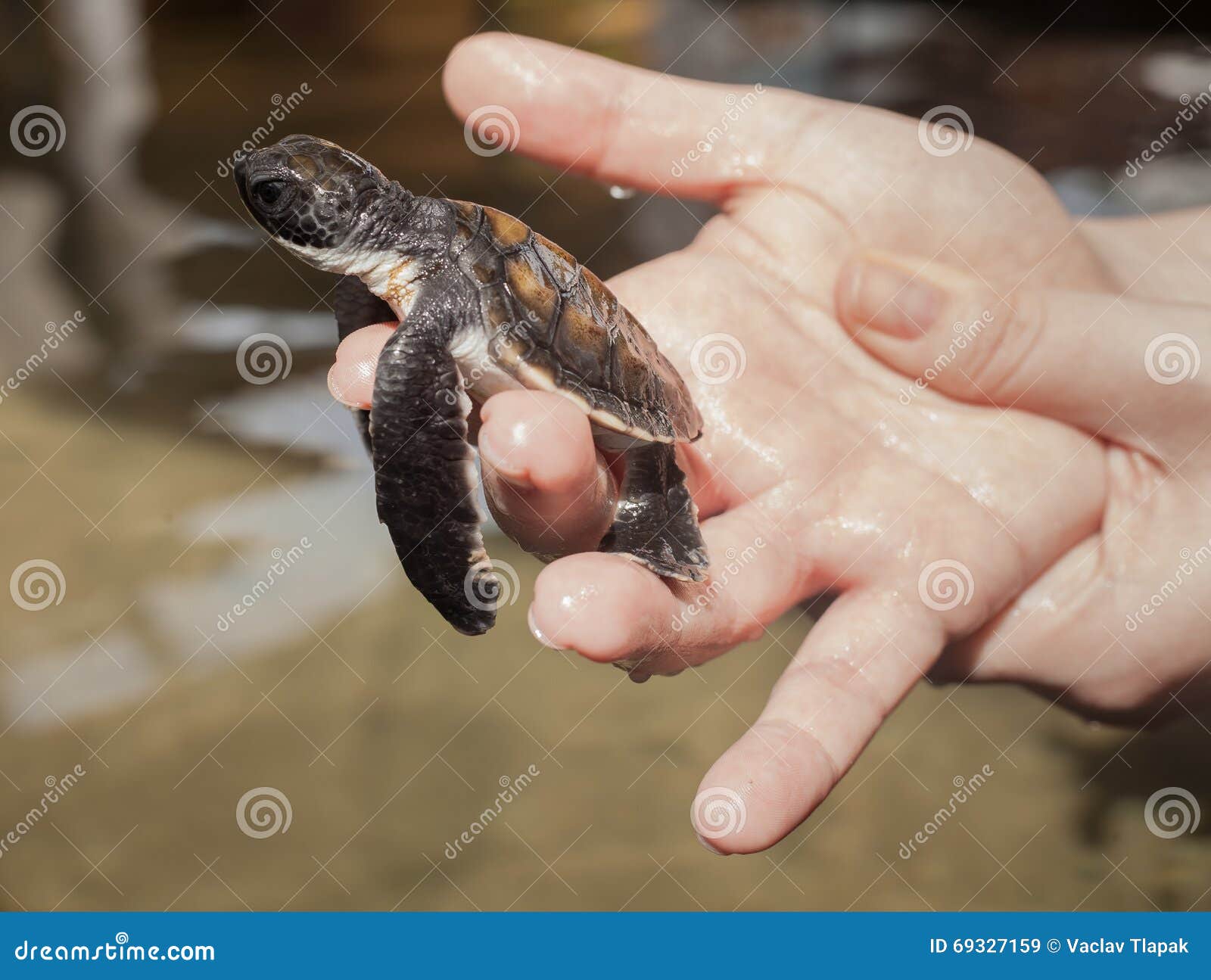 Baby turtle stock image. Image of tropical, turtle, hand - 69327159